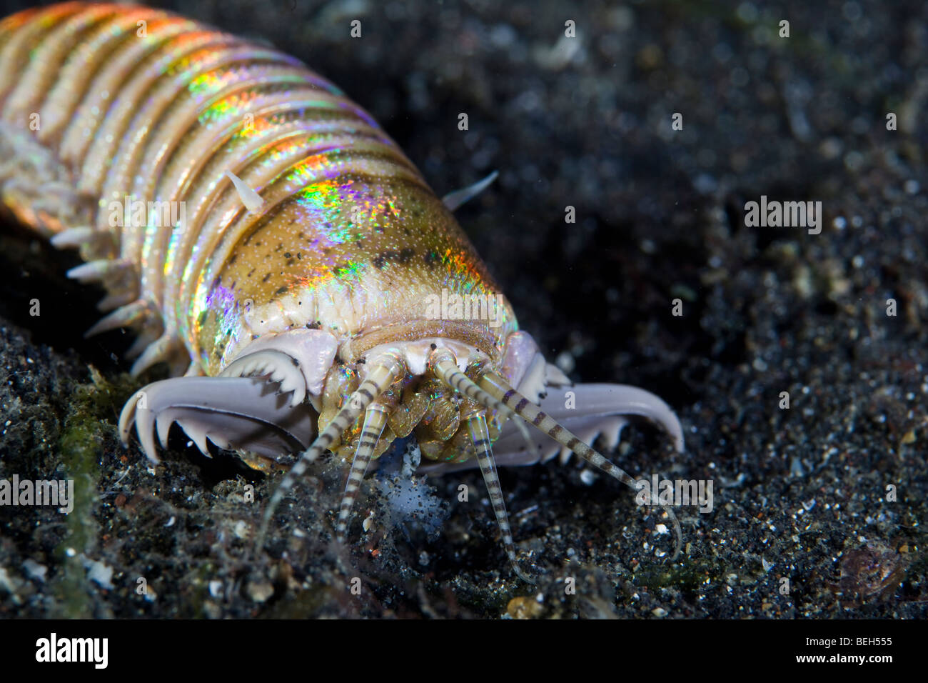 Marine Worm Sulawesi Indonesia Photos & Marine Worm Sulawesi Indonesia ...