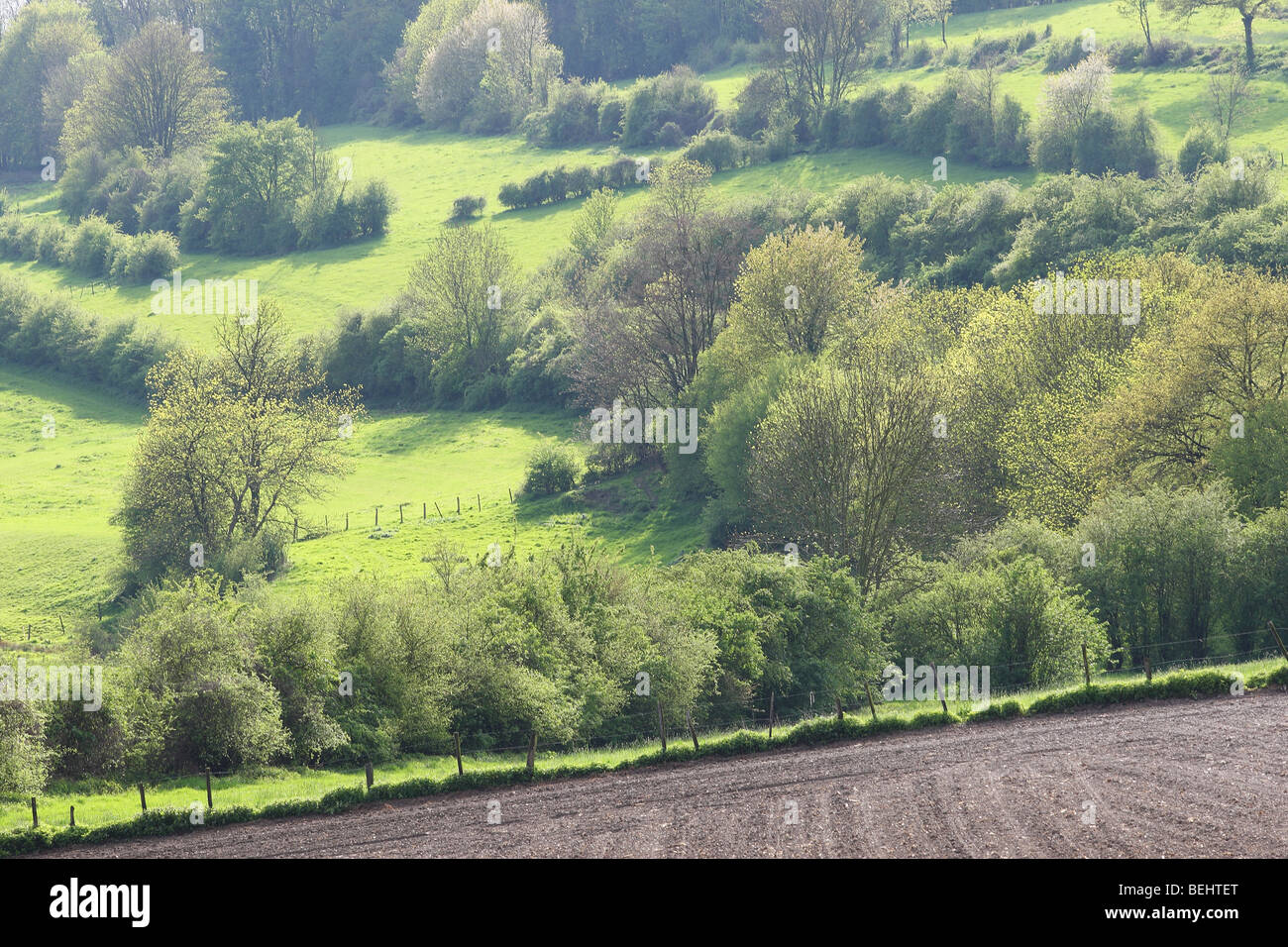 Bocage landscape with hedges and trees Banque de photographies et d ...