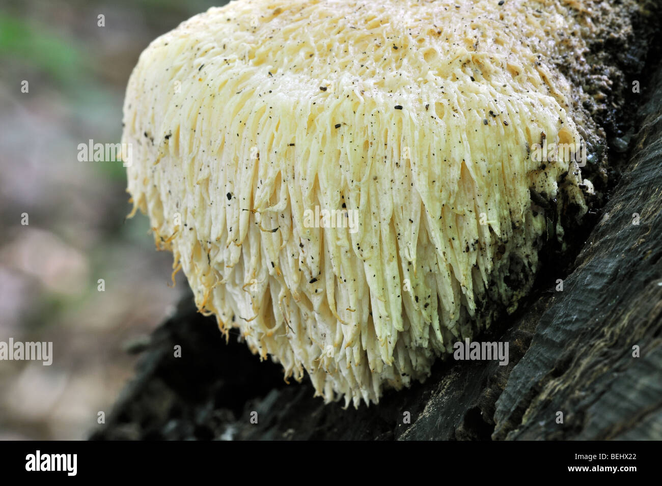 Lions mane mushroom Banque de photographies et d’images à haute ...