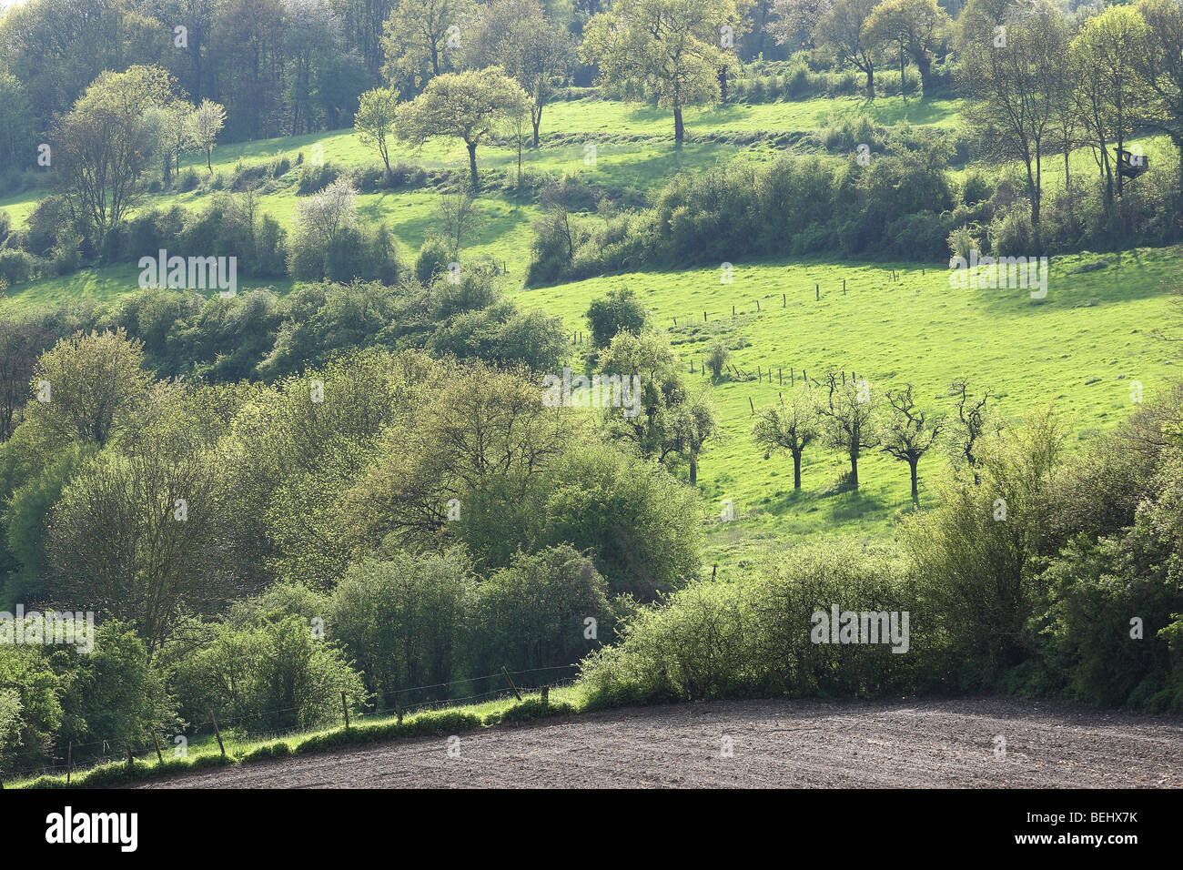 Bocage landscape with hedges and trees Banque de photographies et d ...
