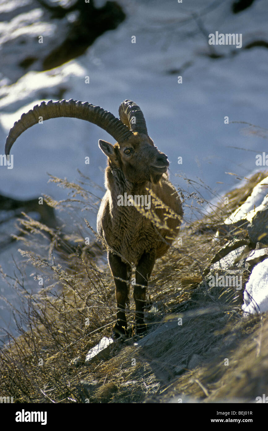 Bouquetin des Alpes (Capra ibex) se nourrissant dans rock face en hiver ...
