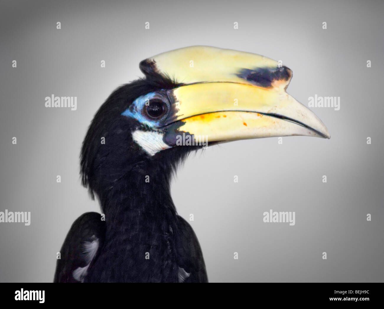 Grand Calao, Buceros bicornis aka indiennes Plus Grand Pied Hornbill ...