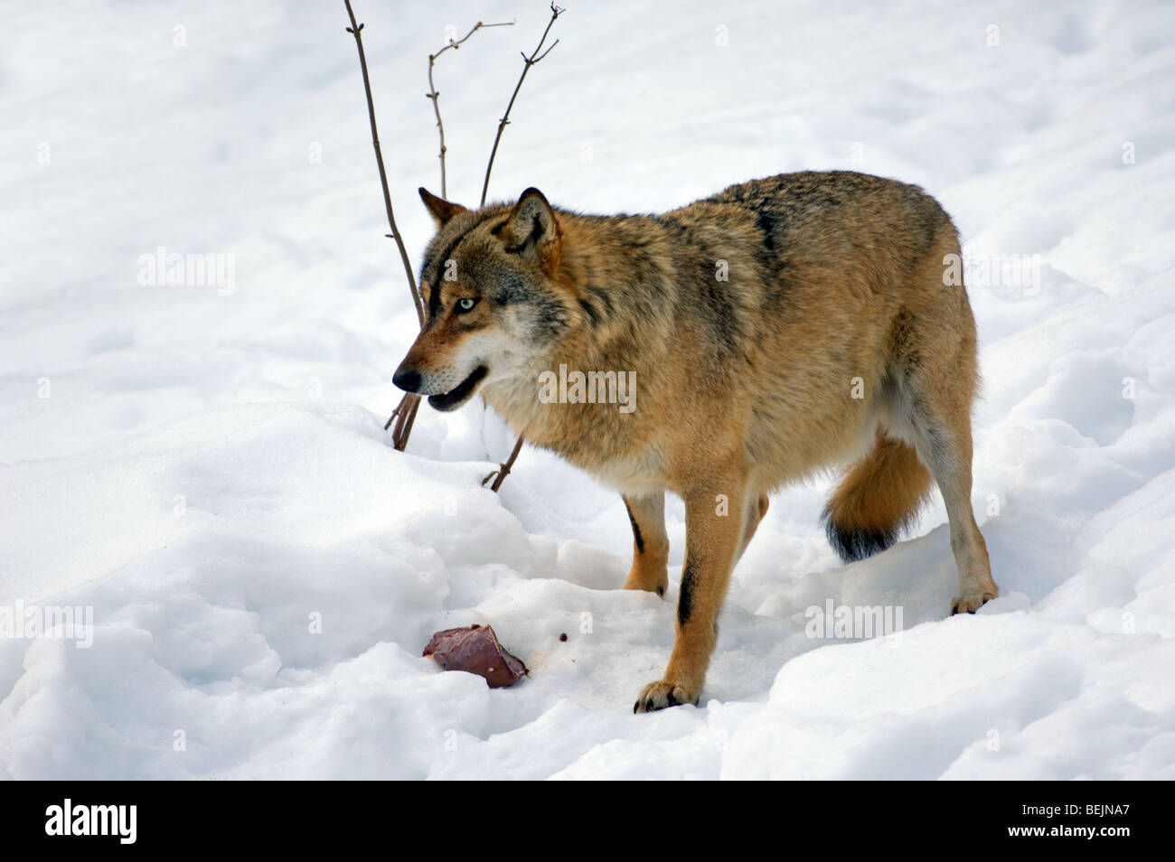 Loup qui mange une proie Banque de photographies et d’images à haute ...