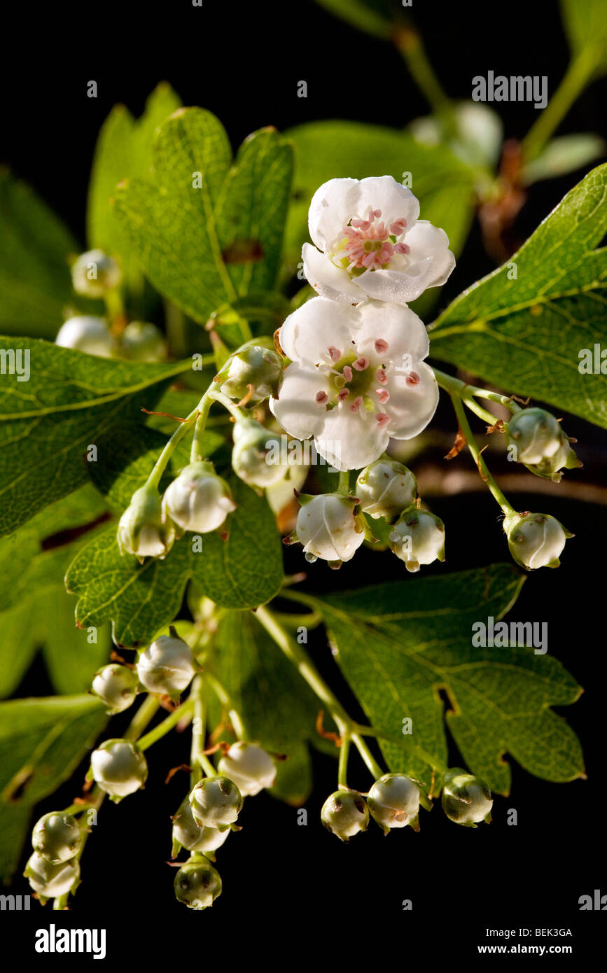 Crataegus monogyna Banque de photographies et d’images à haute ...