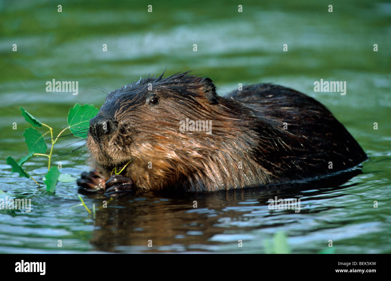 Le castor Banque de photographies et d’images à haute résolution - Alamy
