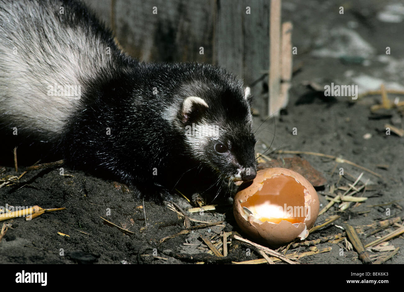 Le putois d'Europe (Mustela putorius) dans la grange de manger d'oeuf ...