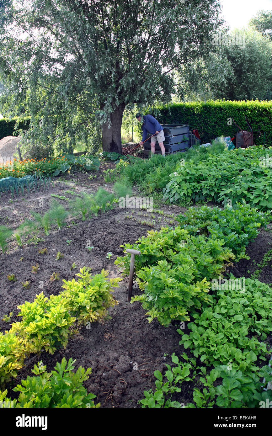 Maraîcher cultiver des légumes dans un potager, Belgique Photo Stock ...