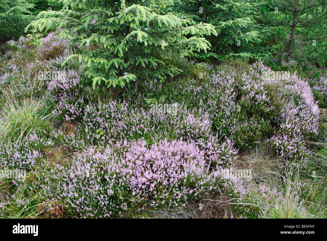 La bruyère (Calluna vulgaris) plantes en fleurs à lisière de forêt ...