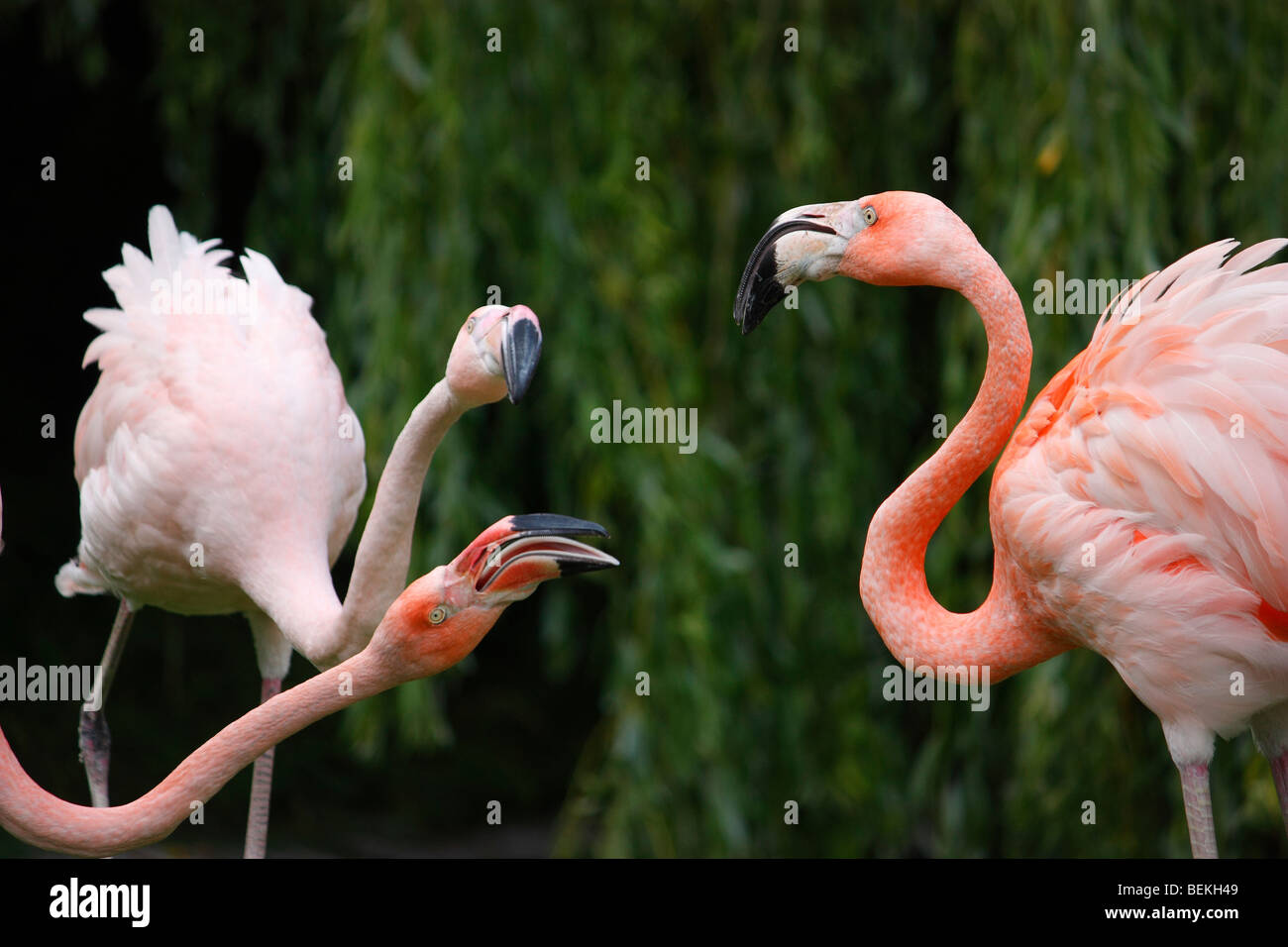 Combat de flamants Banque de photographies et d’images à haute ...