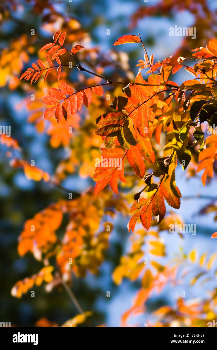 Rowan sorbus aucuparia Banque de photographies et d’images à haute ...