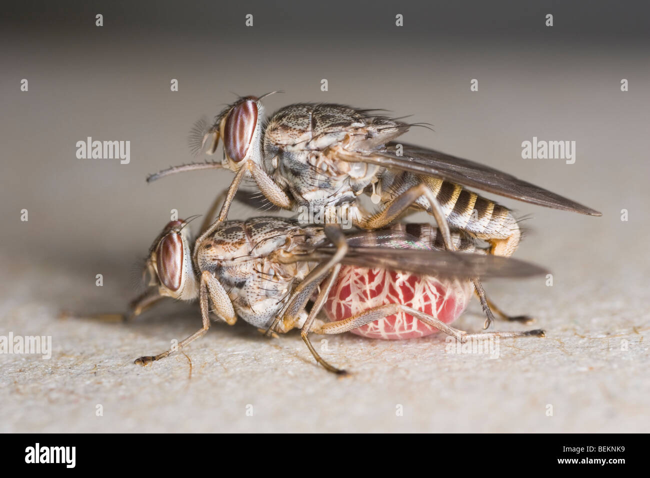 Savannah les mouches tsé-tsé (Glossina morsitans morsitans) l ...