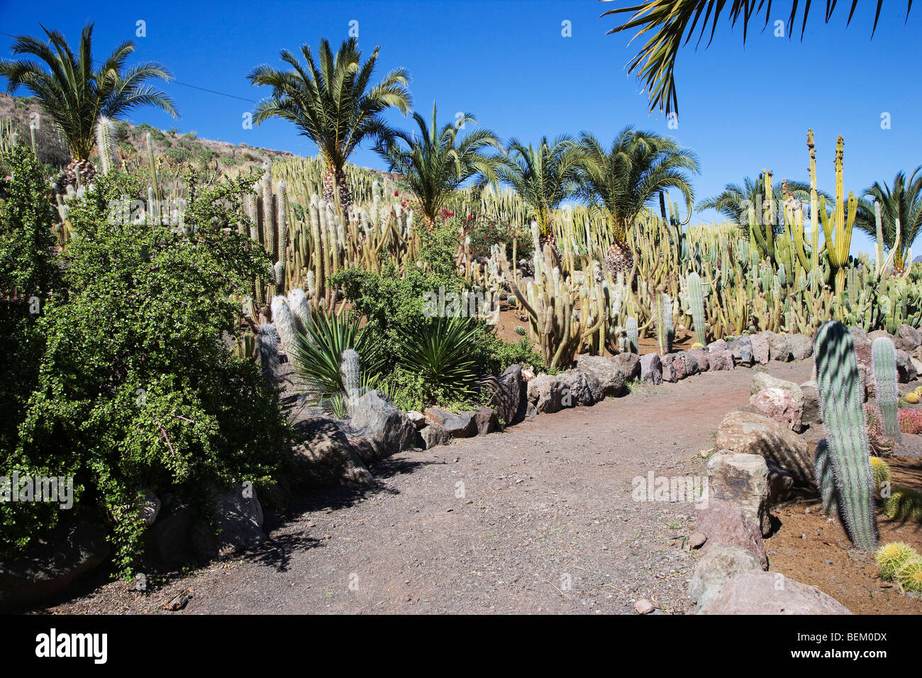 Cactualdea le plus grand parc de cactus en europe Banque de ...
