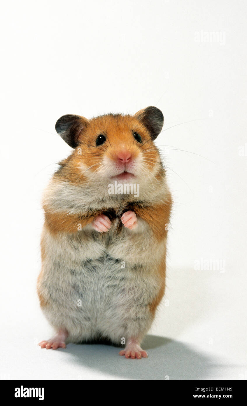 Domestic golden hamster mesocricetus auratus Banque de photographies et ...