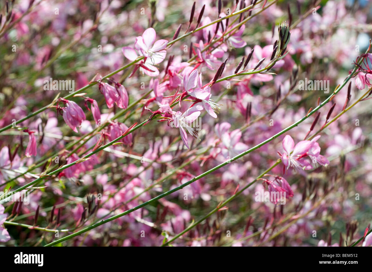 Gaura lindheimeri Banque de photographies et d’images à haute ...