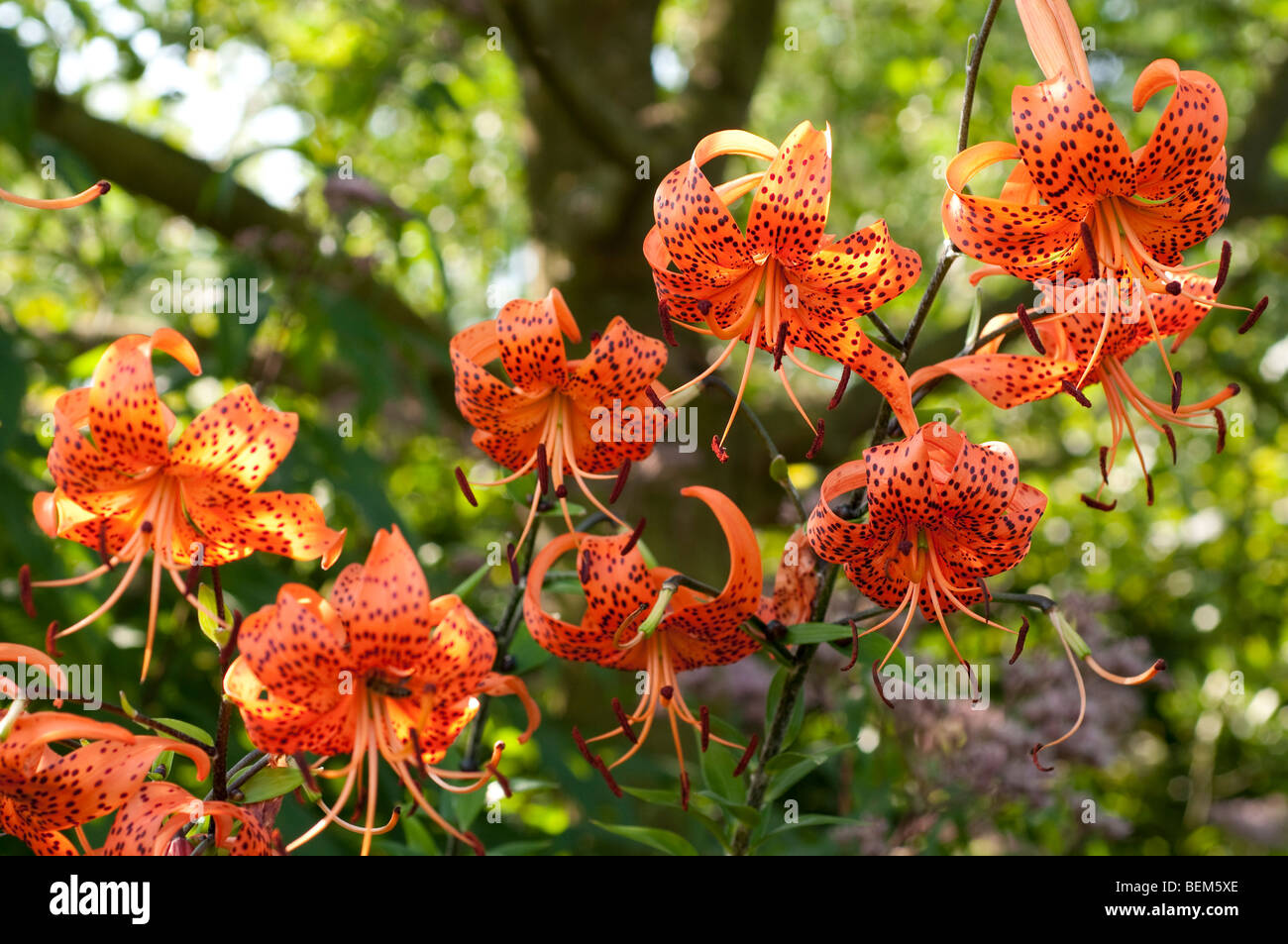 Lilium henryi Banque de photographies et d’images à haute résolution ...