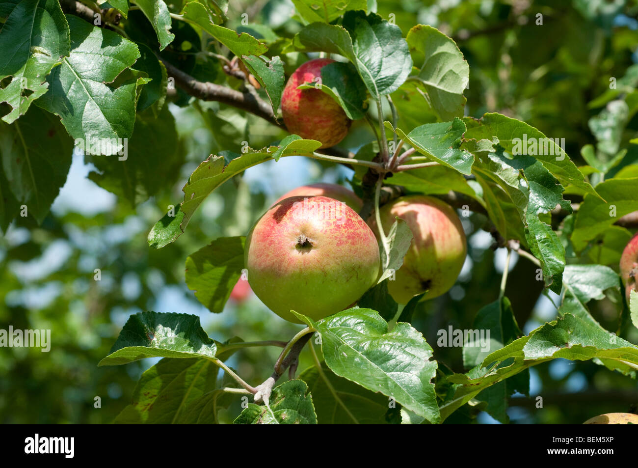 Pommes sur un arbre Banque de photographies et d’images à haute ...