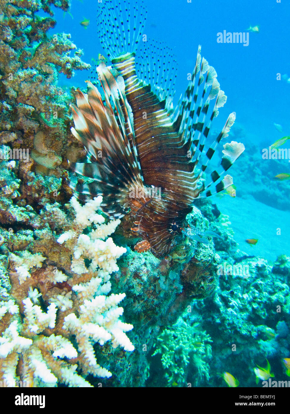 Poisson Lion Pterois Volitans ou dans la mer Rouge au large de Dahab ...