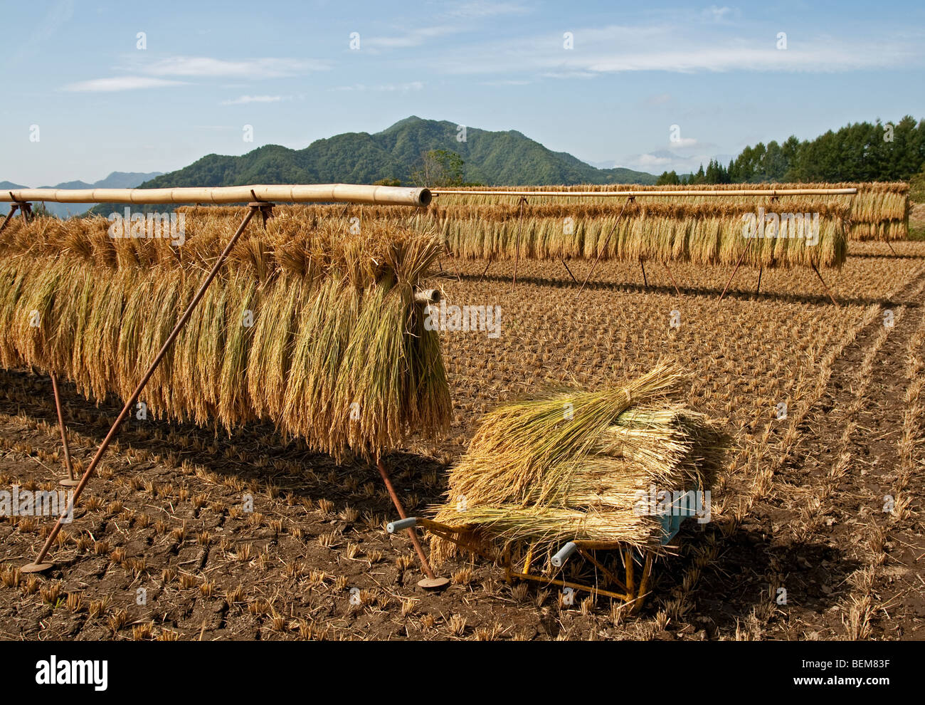 Processus de culture du riz Banque de photographies et d’images à haute ...
