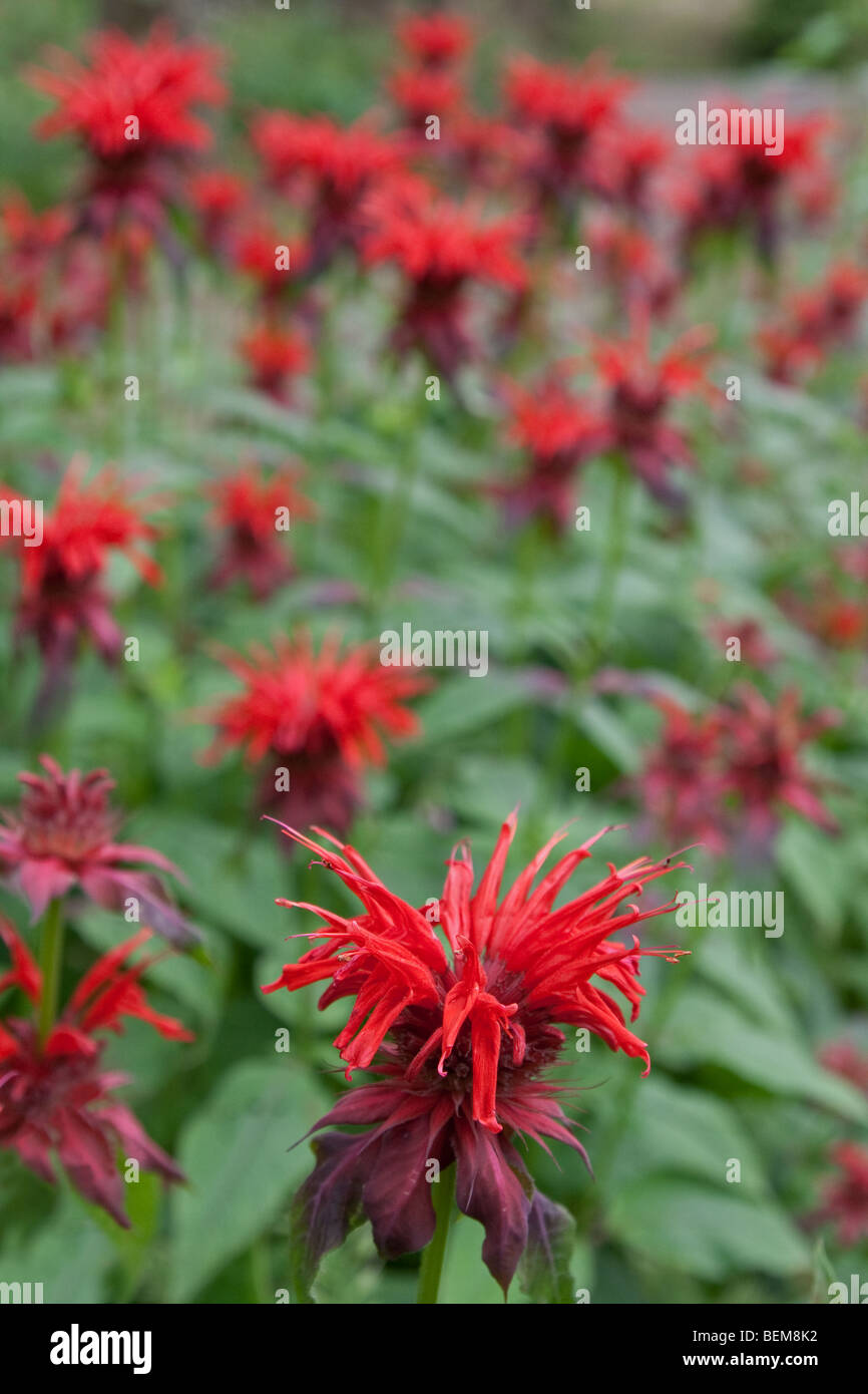 Monarda fistulosa Banque de photographies et d’images à haute ...