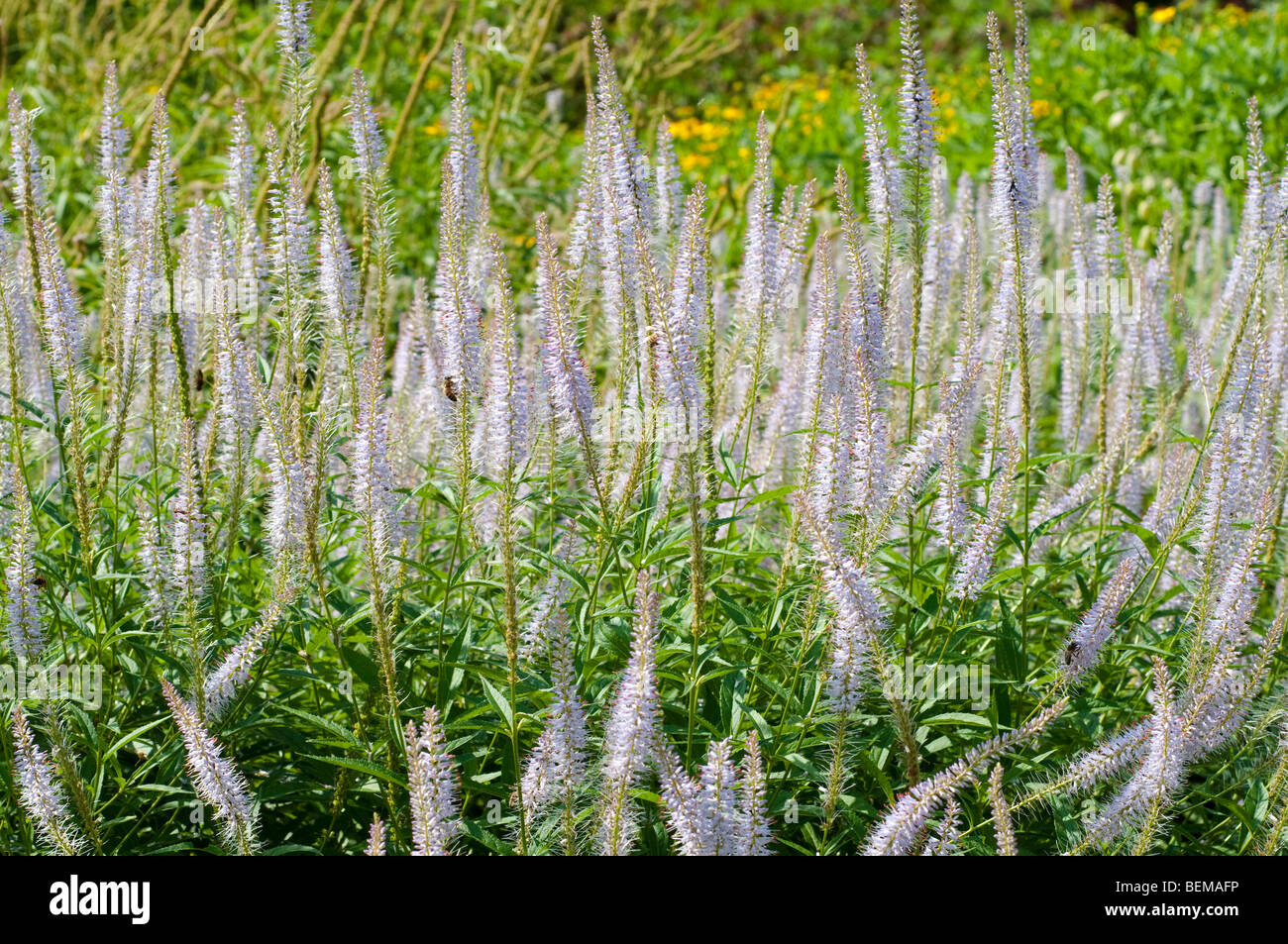 Veronicastrum virginicum Banque de photographies et d’images à haute ...