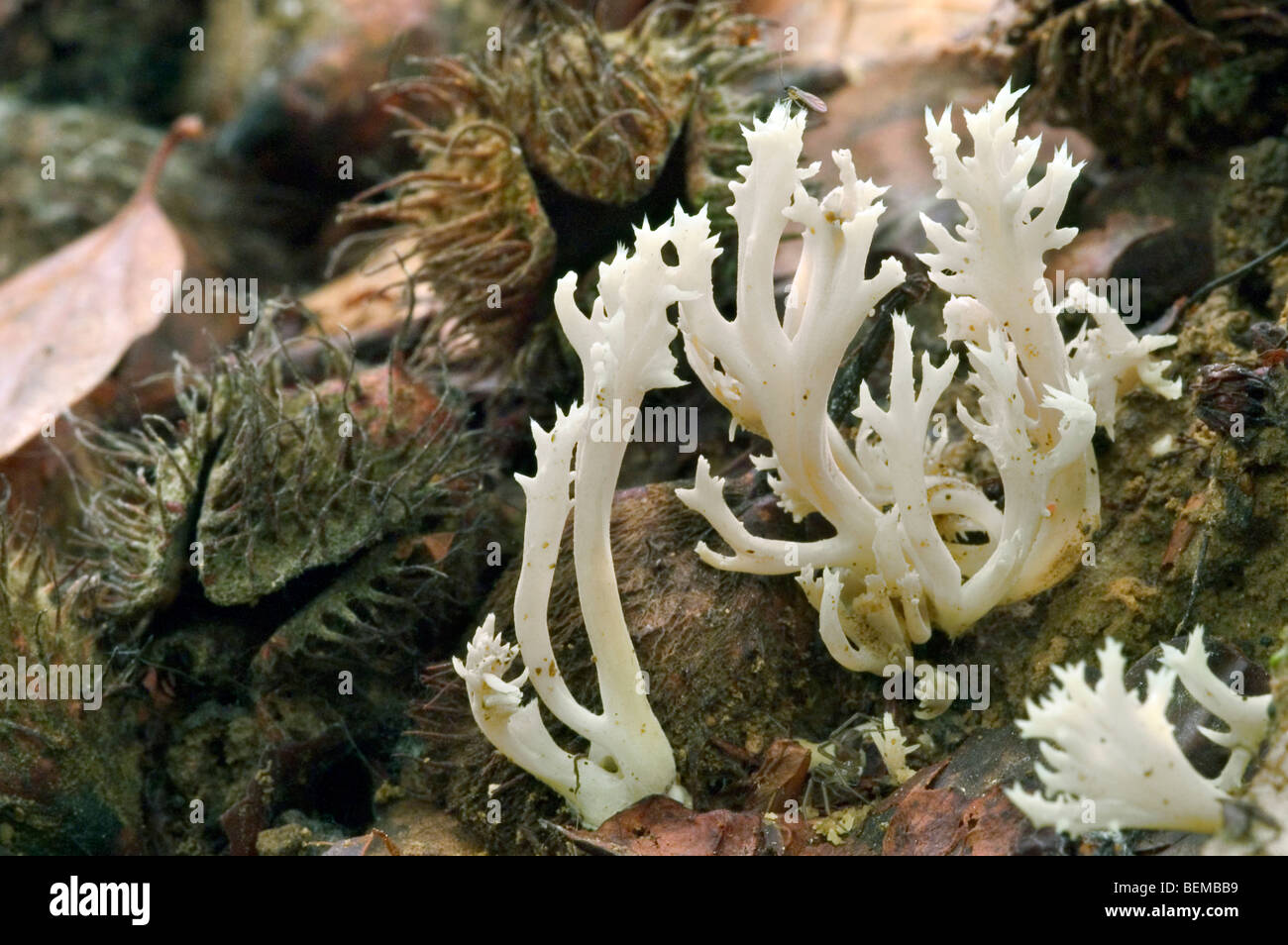 Champignon Corail Blanc Banque d'image et photos - Alamy