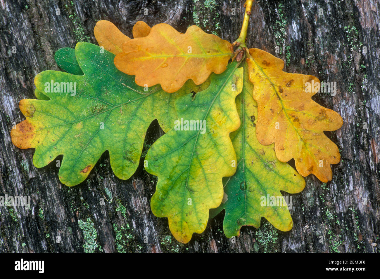 Chêne pédonculé (Quercus robur) feuilles à l'automne, Belgique Photo ...