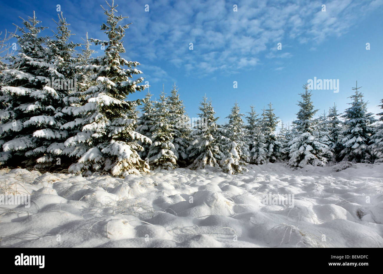 Sapins couverts de neige en hiver, les Hautes Fagnes / Hautes Fagnes ...