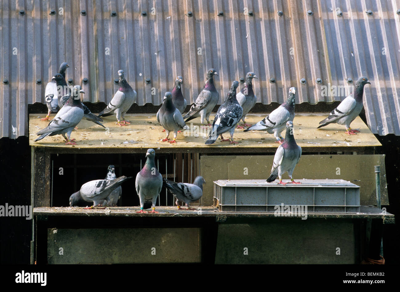 Pigeonnier ou pigeonnier Banque de photographies et d’images à haute ...