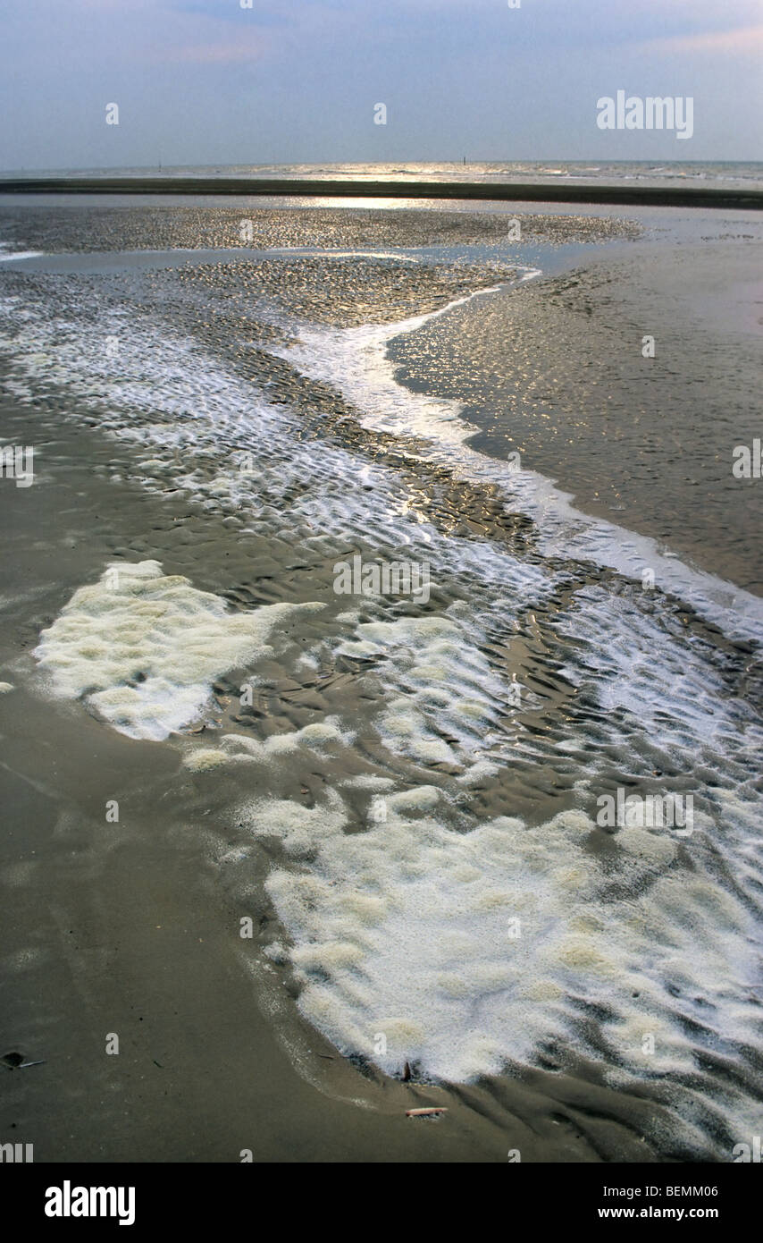 Mer qui fleurit sur la plage Banque de photographies et d’images à ...