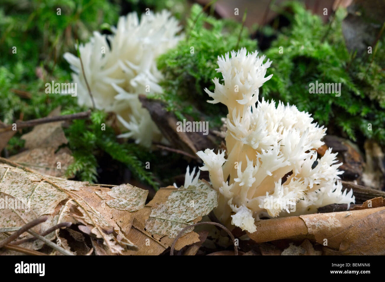 Champignon de corail blanc / crested coral fungus (Clavulina Clavulina ...