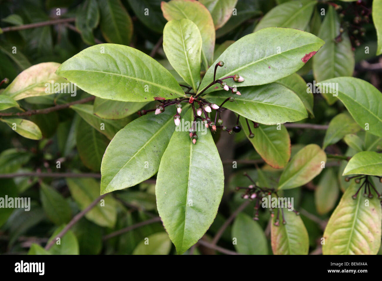 Ardisia humilis Banque de photographies et d’images à haute résolution ...