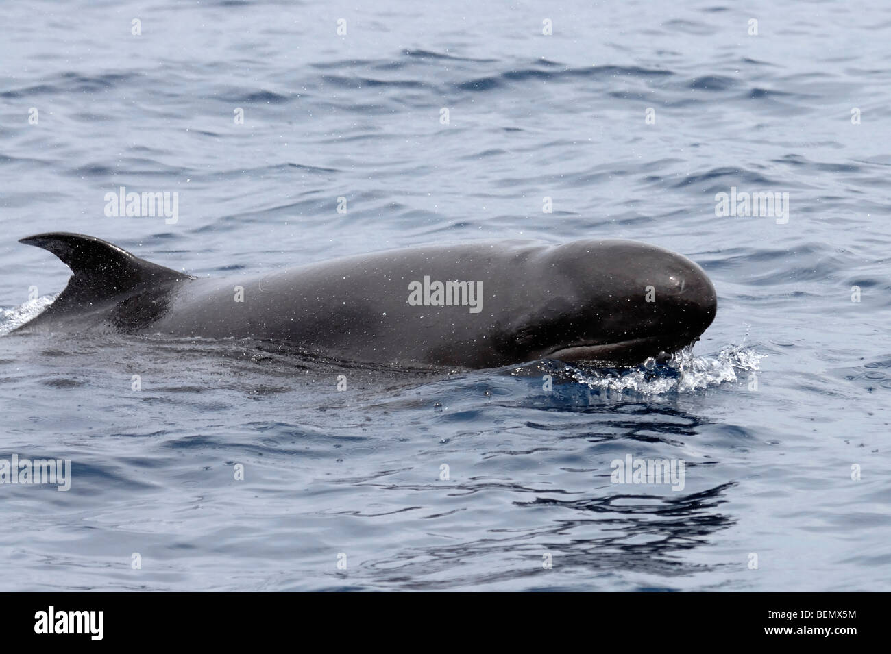 False killer whale Banque de photographies et d’images à haute ...