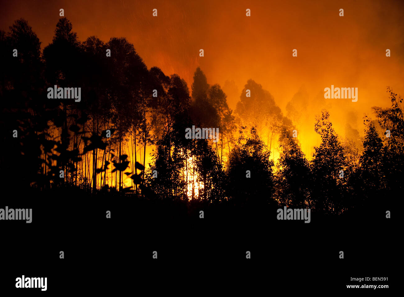 Feu foret Banque de photographies et d’images à haute résolution - Alamy