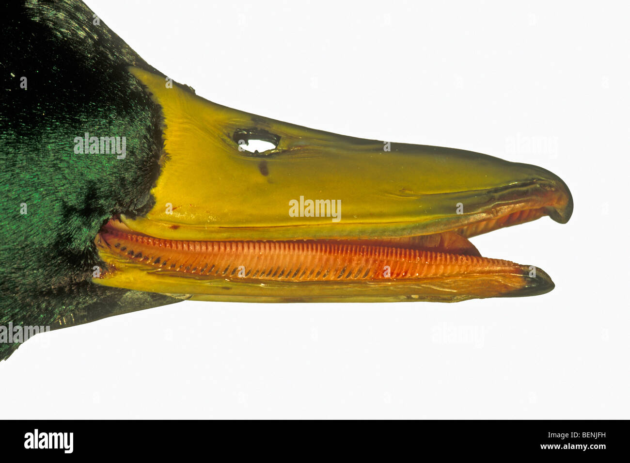 Canard sauvage / mallard (Anas platyrhynchos) close-up de bec ...