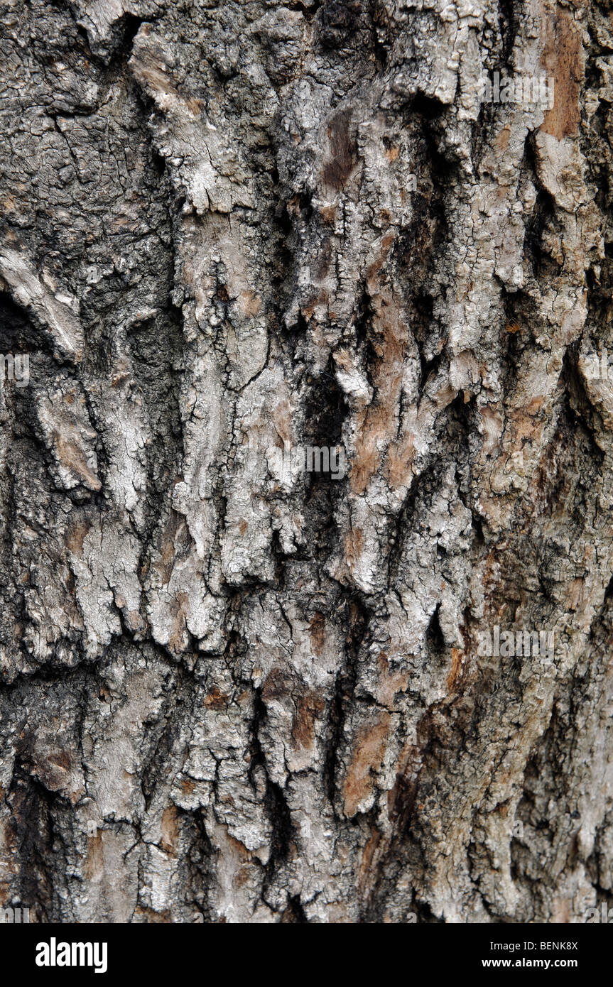 Arbres de fraxinus excelsior Banque de photographies et d’images à ...