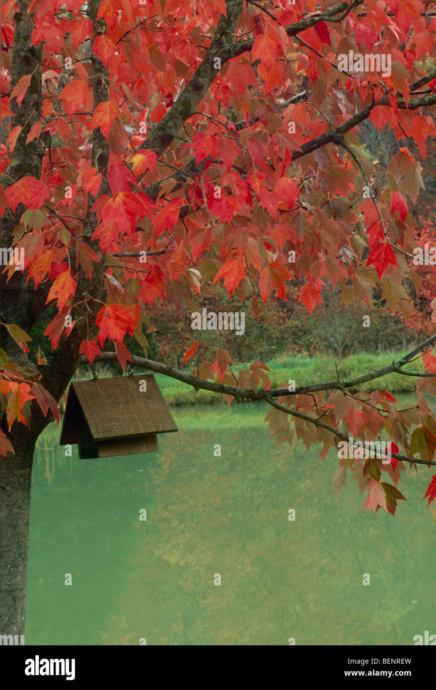 Cabane rustique ou birdbox fait main est accroché l'automne érable ...