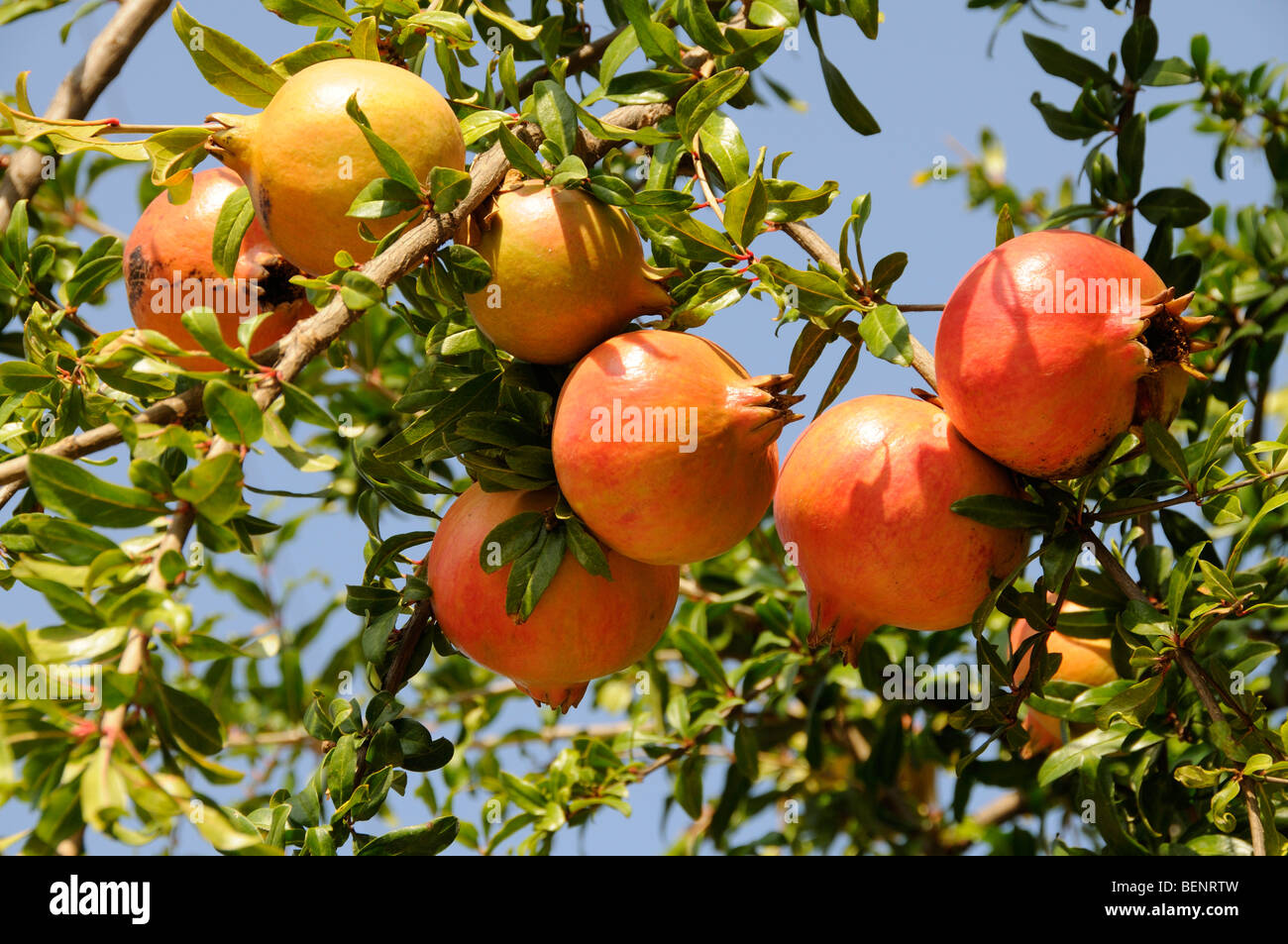 Des grenades Banque de photographies et d’images à haute résolution - Alamy