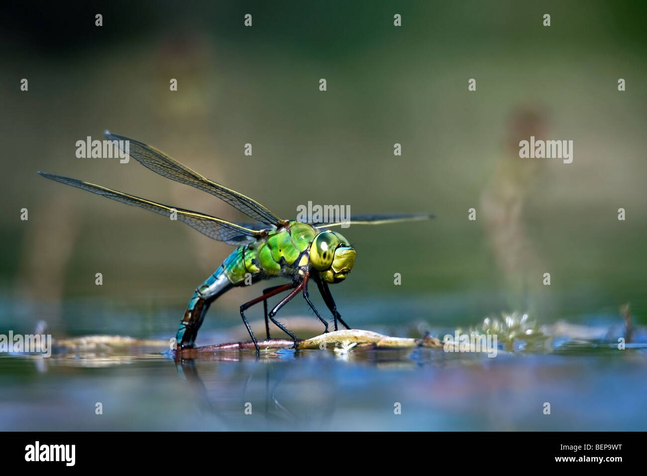 L'Empereur femelle bleu / libellule Anax imperator (Empereur) pondre des œufs dans l'eau de l ...
