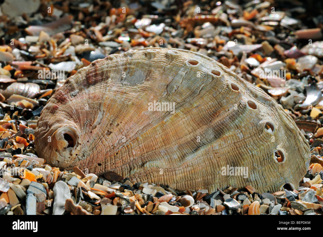 Abalone / Politique / Lamellose ormeaux ormeaux (Haliotis lamellosa ...