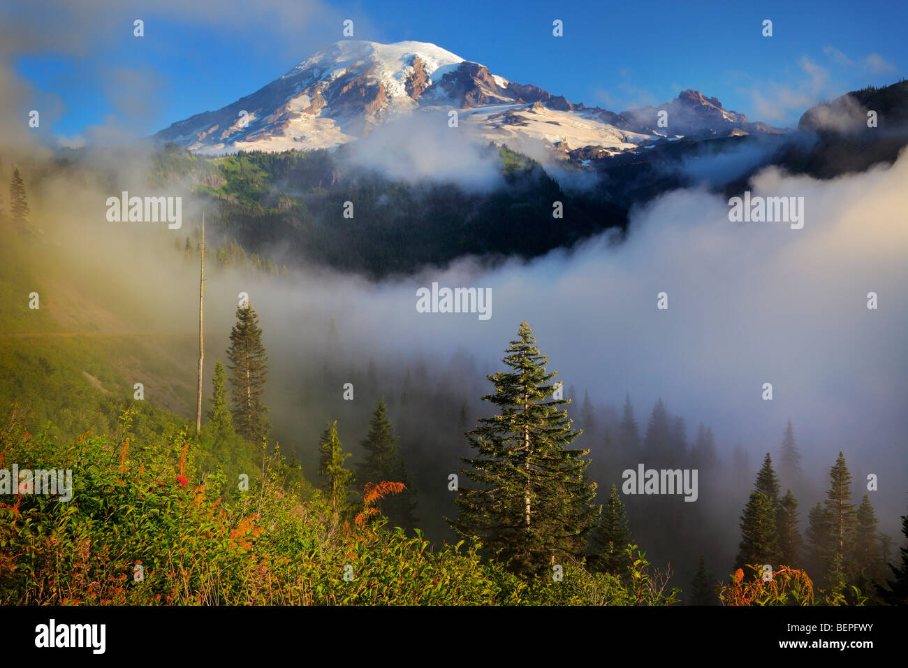 Nous parcs nationaux mont rainier national park Banque de photographies ...