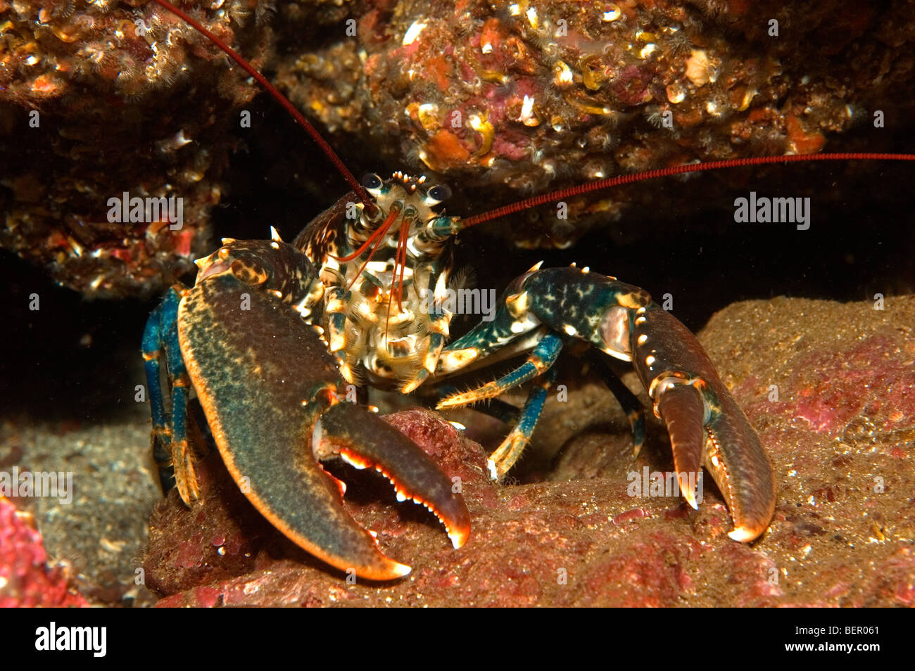 Homarus vulgaris Banque de photographies et d’images à haute résolution ...