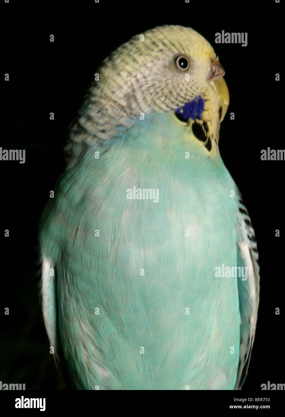 Perruche ondulée Melopsittacus undulatus percheurs adultes en studio ...
