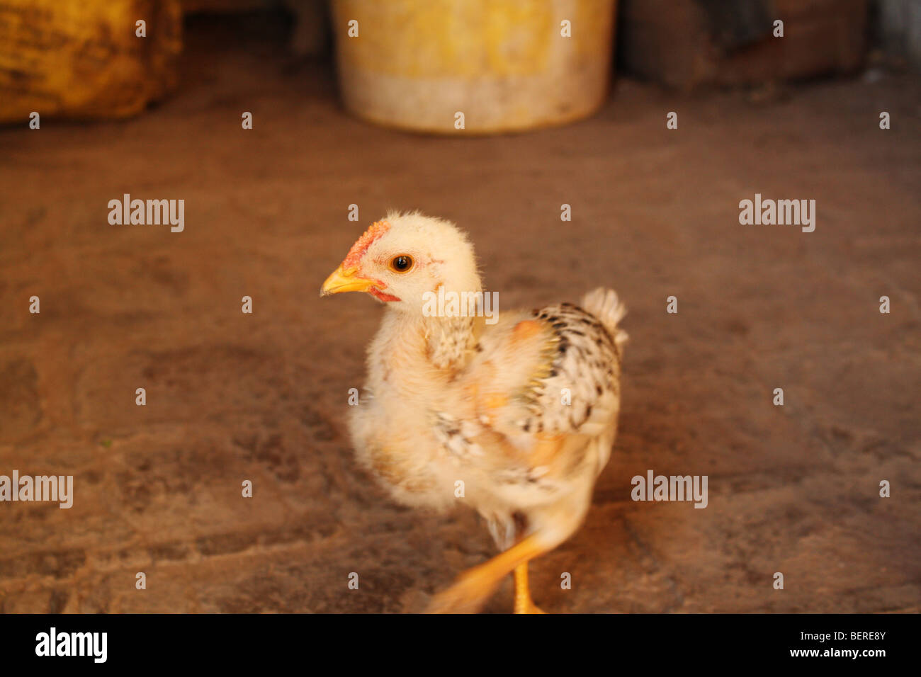 Jeune poussin blanc Banque de photographies et d’images à haute ...