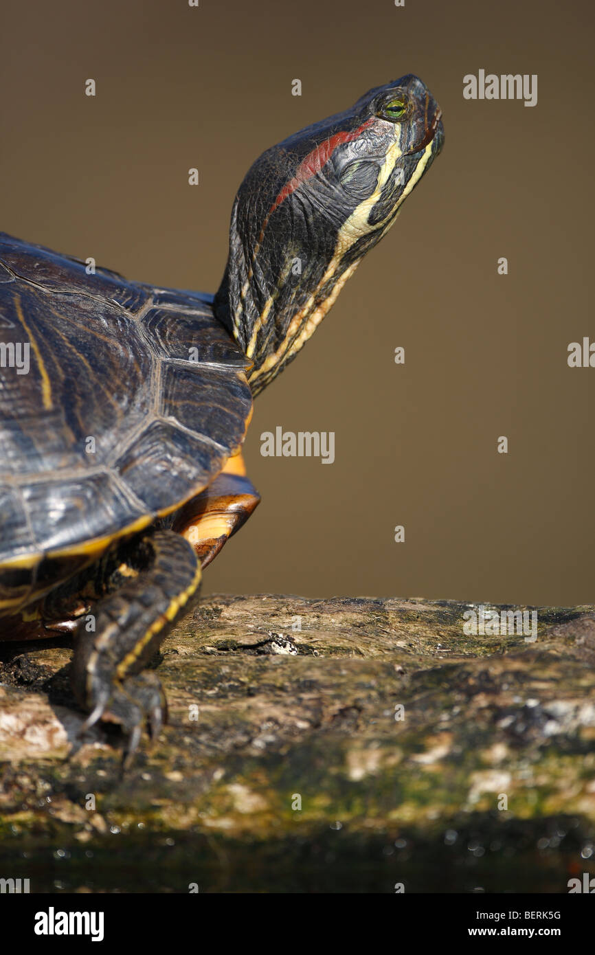 Red eared slider trachemys scripta elegans Banque de photographies et d ...