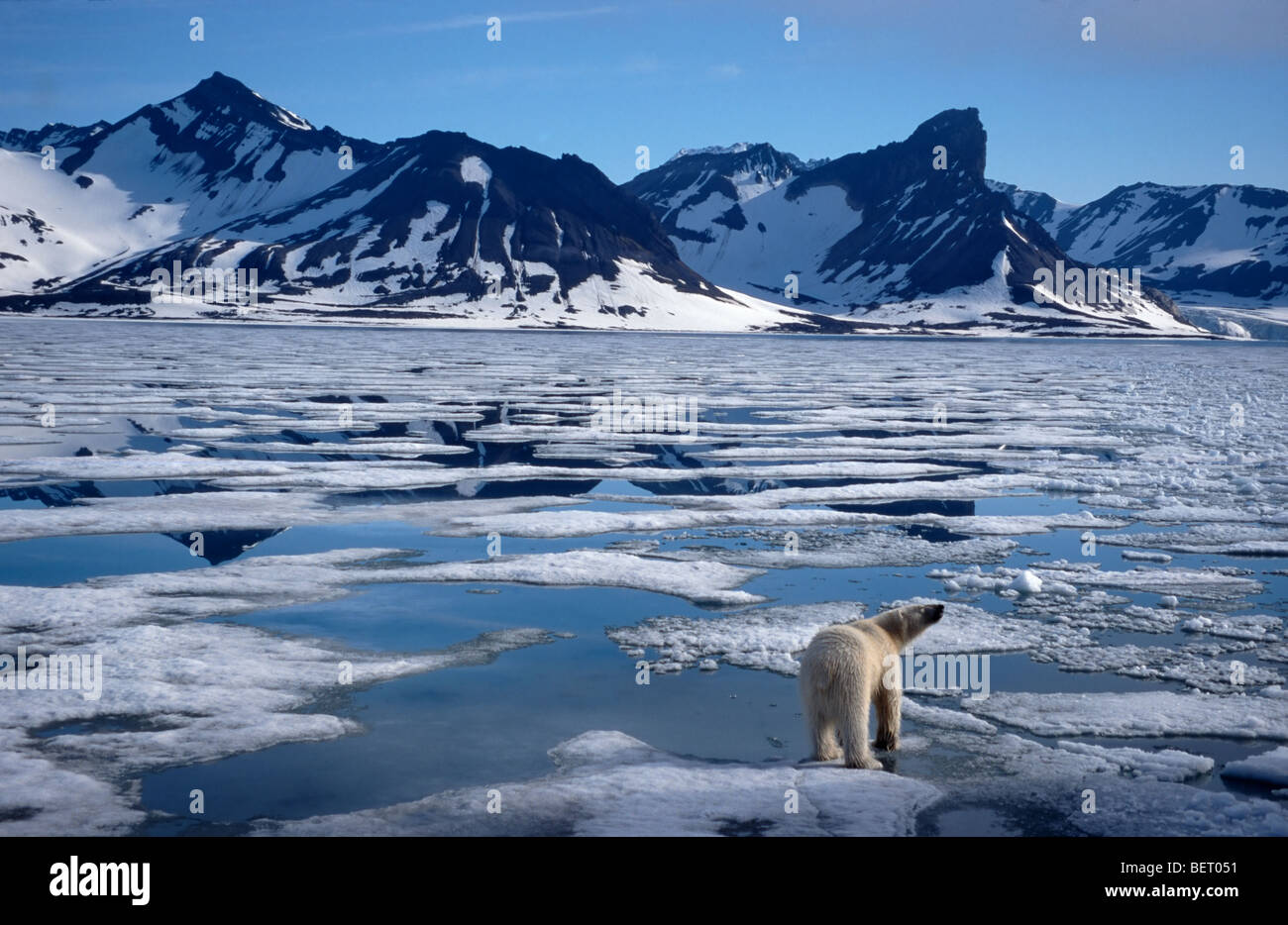 L'ours polaire (Ursus maritimus) sur la banquise flottant dans l'océan ...