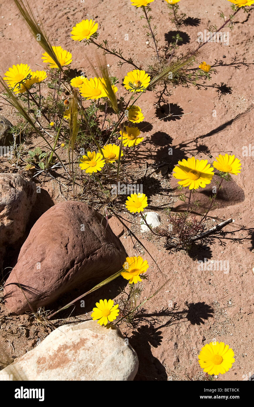 Fleur de maroc desert Banque de photographies et d’images à haute ...