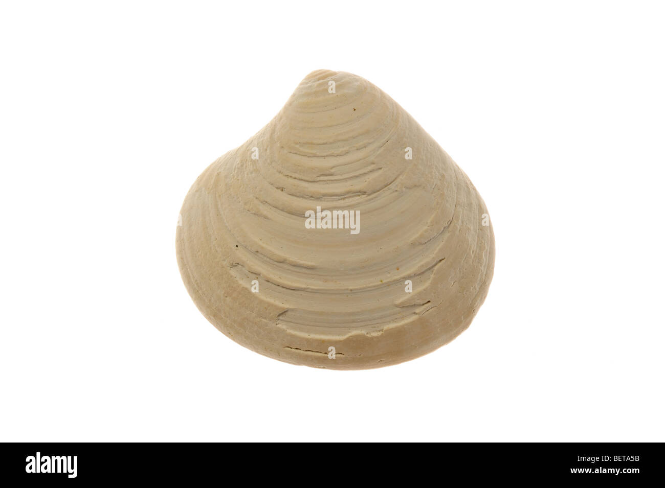 Fossile de mollusques Banque d'images détourées - Alamy