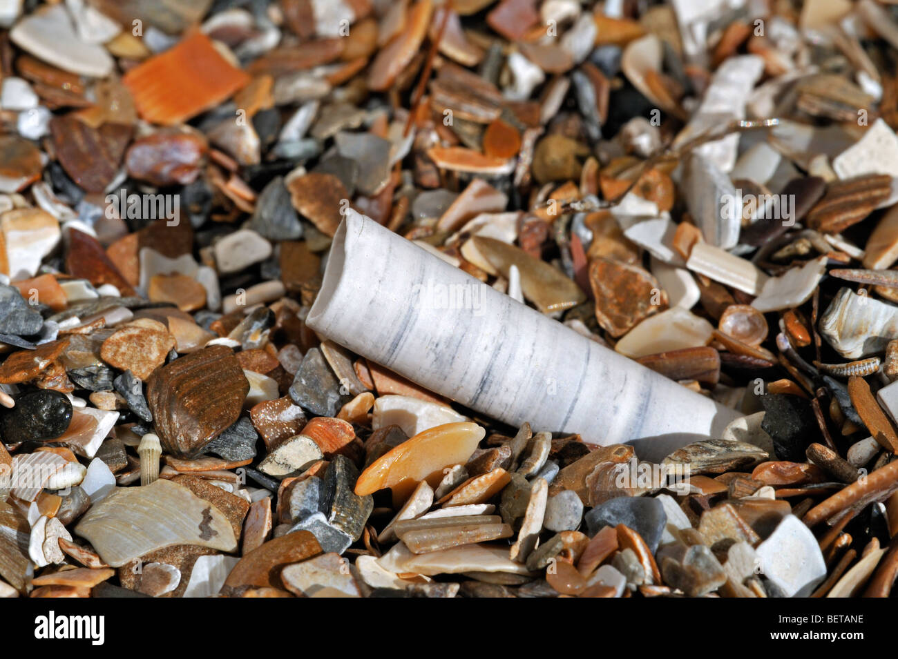 Tusk shell Banque de photographies et d’images à haute résolution - Alamy