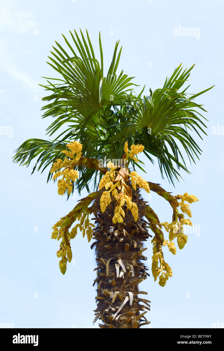 Fleur de palmier jaune Banque de photographies et d’images à haute ...