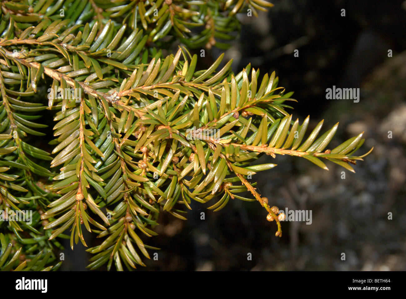 Taxus baccata Banque de photographies et d’images à haute résolution ...